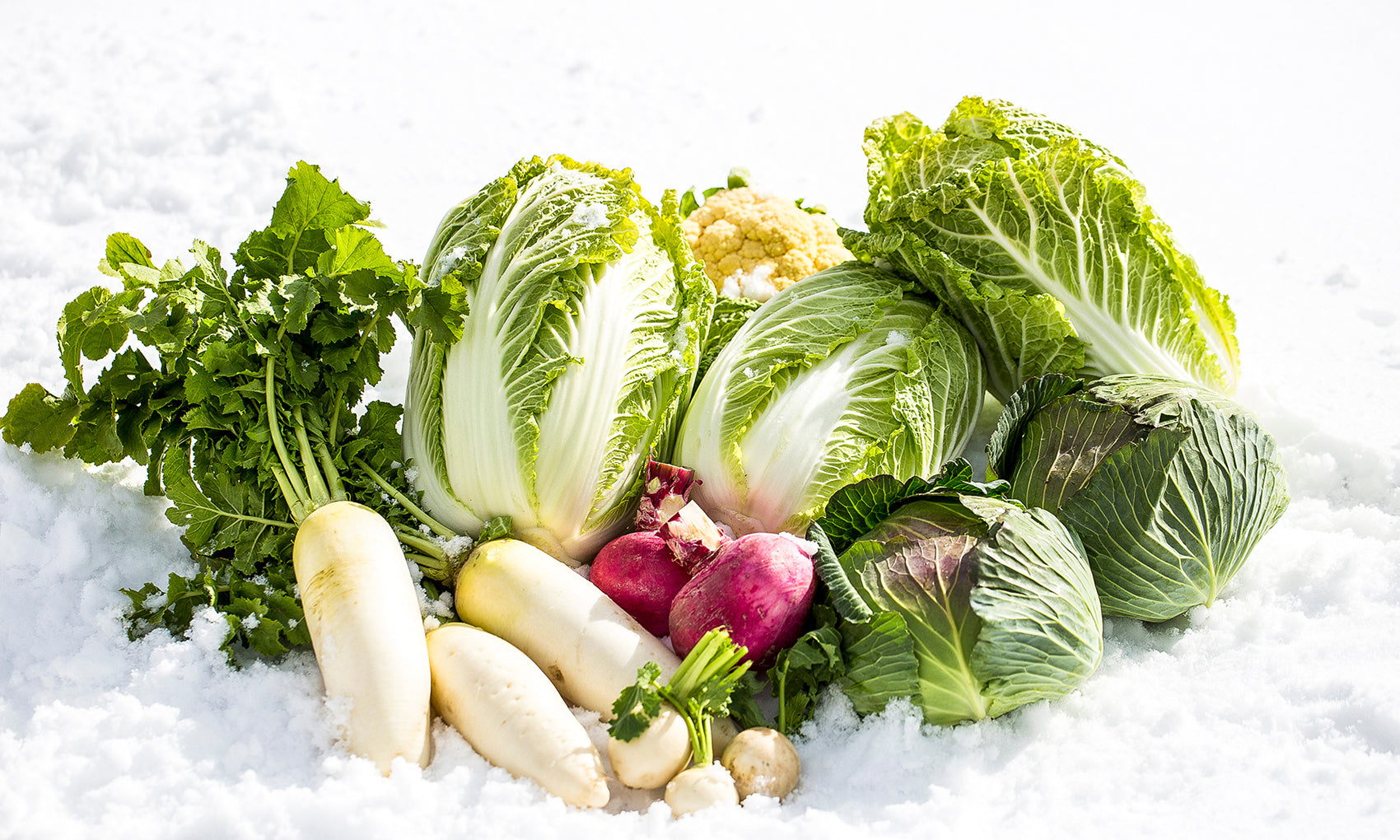 Embrace the Chill: A Comprehensive Guide to Winter Sowing – Seed Armory